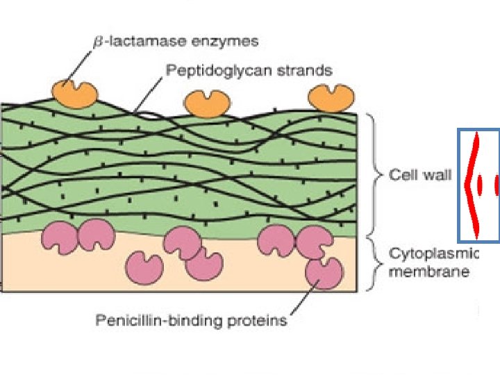 Beta Lactam Antibiotics Prof R K Dixit Pharmacology