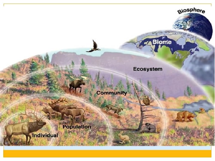 1 2 ECOSYSTEMS Ecosystems contain abiotic and biotic