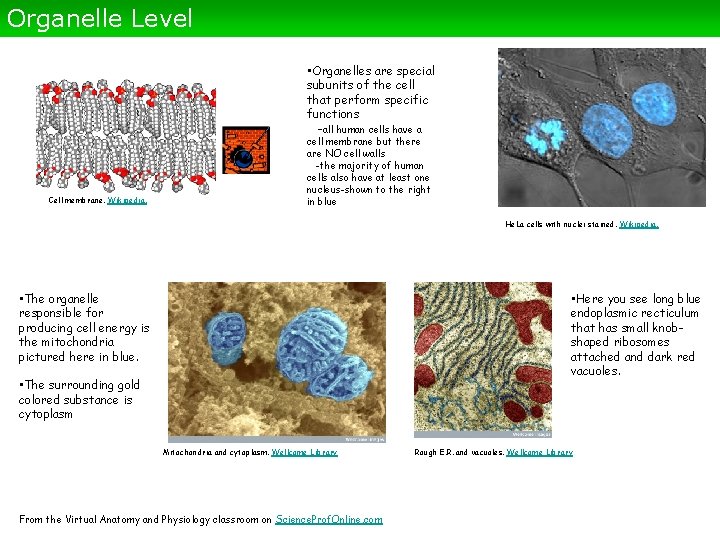 Levels of Organization in the Human Body Science