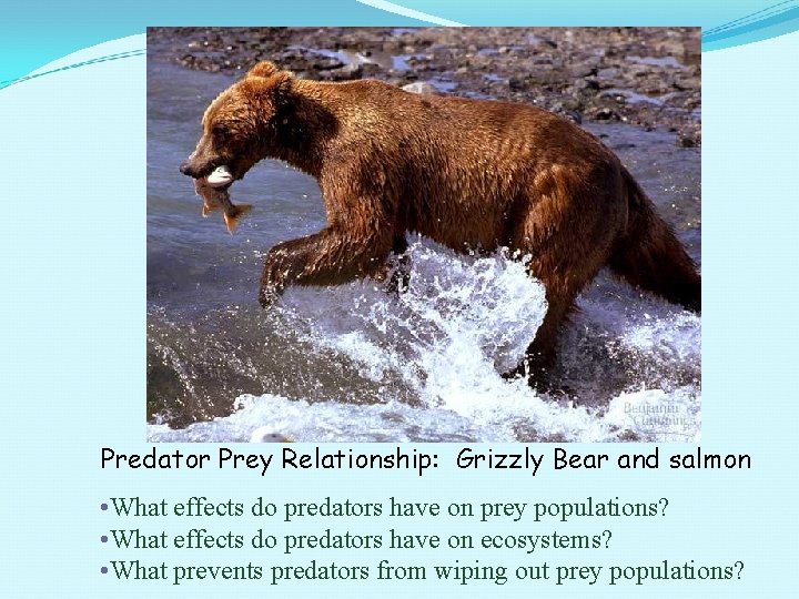 Ecology Community Energy Food Chains Abiotic Factors Light