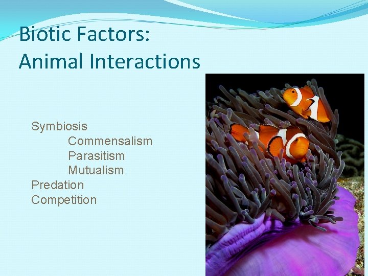 Ecology Community Energy Food Chains Abiotic Factors Light