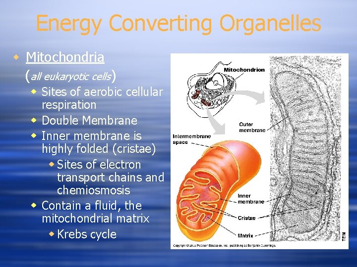 Advanced Biology Semester 1 Final Review Chapter 1