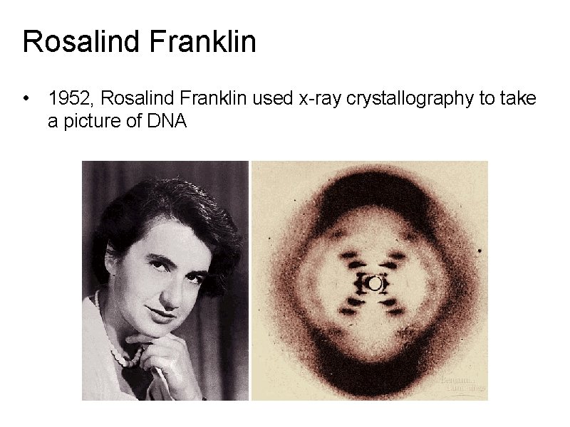 DNA The Blueprint of Life Rosalind Franklin 1952
