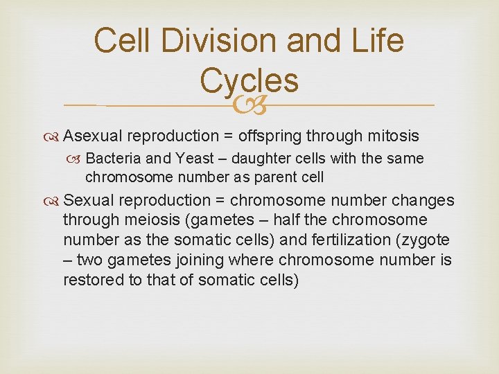 Meiosis Part B Take out a piece of
