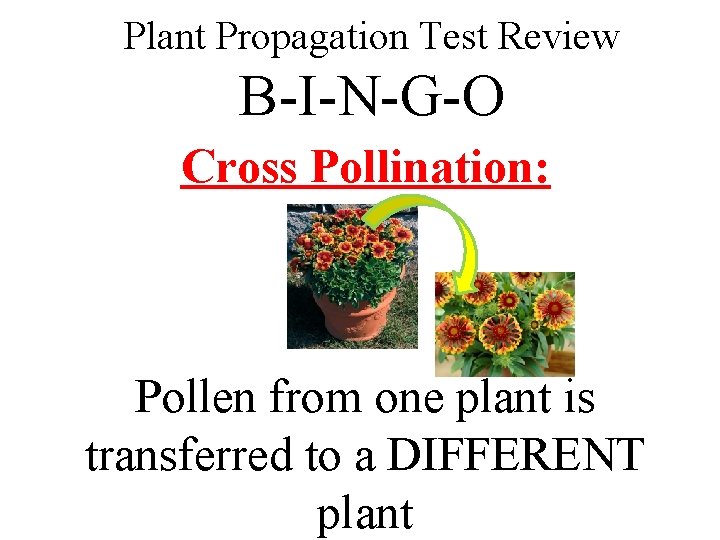 Plant Propagation Test Review BINGO Plant Propagation Reproduction