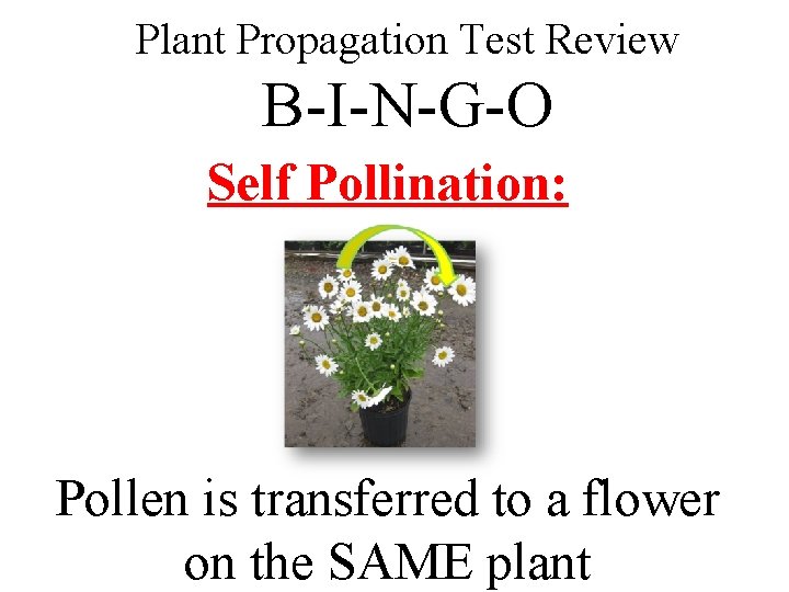 Plant Propagation Test Review BINGO Plant Propagation Reproduction