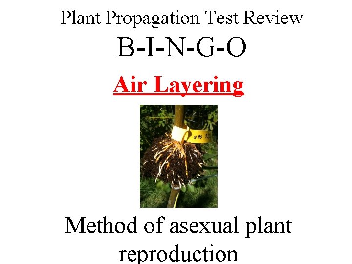 Plant Propagation Test Review BINGO Plant Propagation Reproduction