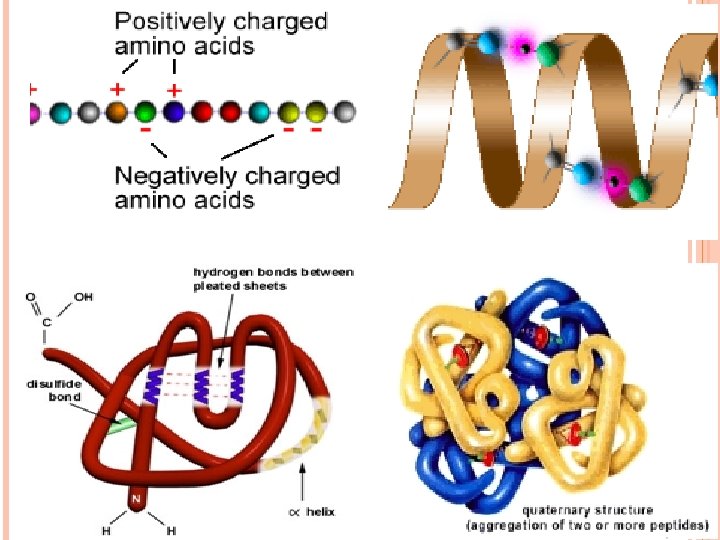 ENZYME CATALYSIS LAB AP Lab 1 AP Biology