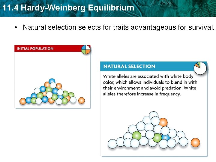 11 4 HardyWeinberg Equilibrium KEY CONCEPT HardyWeinberg equilibrium