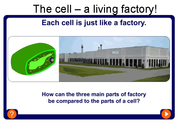 Animal cells Friday October 29 2021 LEARNING OBJECTIVES