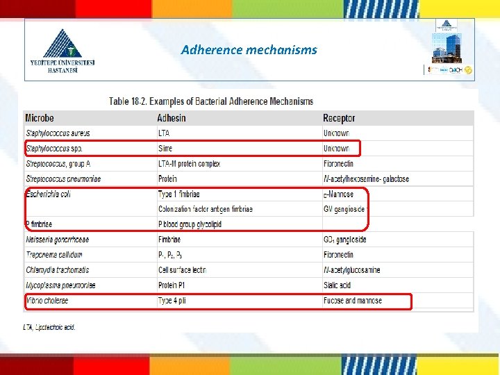 Bacterial Pathogenesis Learning Objectives Define the basic concepts