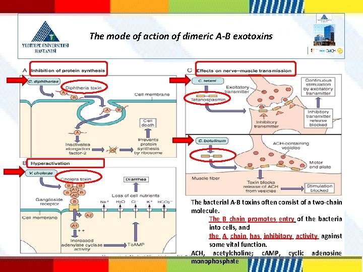 Bacterial Pathogenesis Learning Objectives Define the basic concepts
