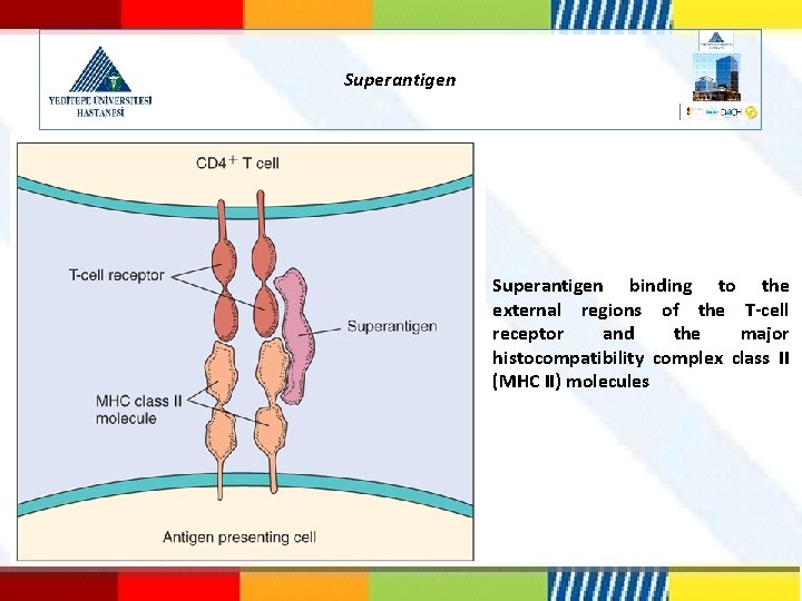 Bacterial Pathogenesis Learning Objectives Define the basic concepts