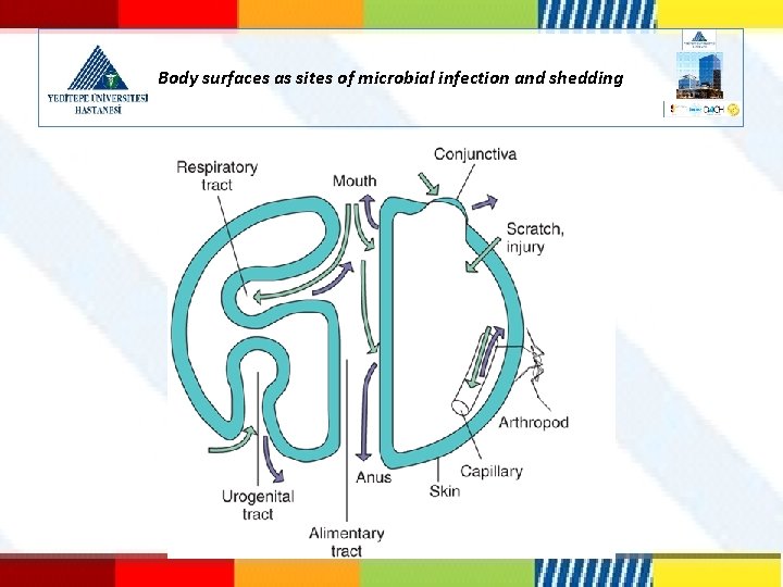 Bacterial Pathogenesis Learning Objectives Define the basic concepts