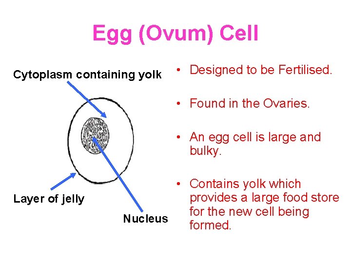 Starter 1 Give 1 similarity between animal cells