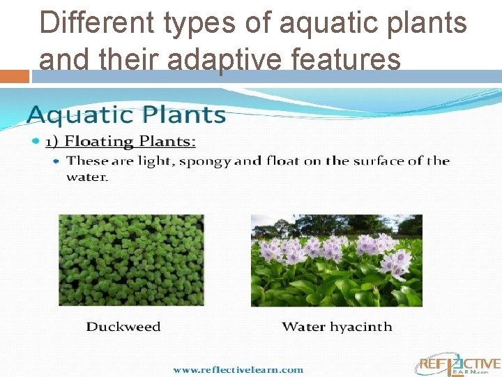 ADAPTATION IN TERRESTRIAL PLANTS AND ANIMALS TERRESTRIAL HABITATS