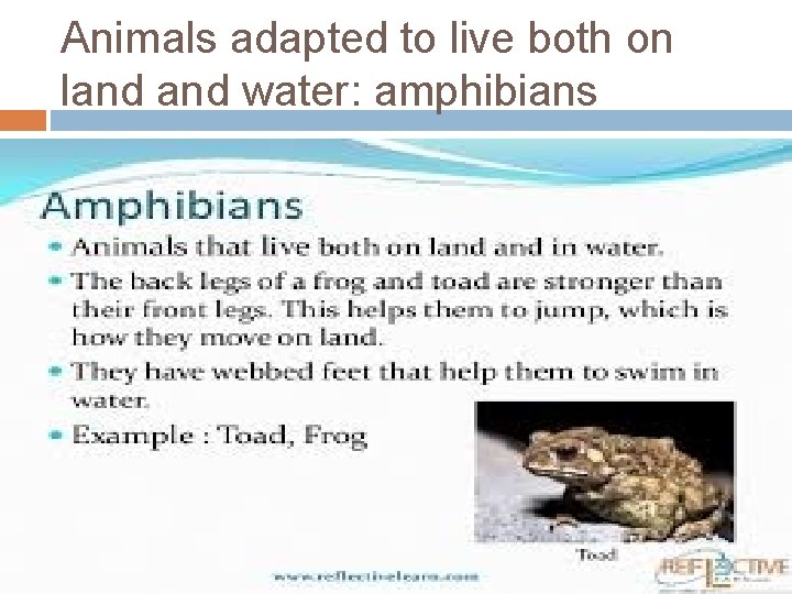 ADAPTATION IN TERRESTRIAL PLANTS AND ANIMALS TERRESTRIAL HABITATS