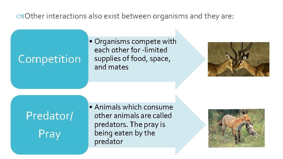Relationships between organisms Year 7 Science Ecosystems Chapter