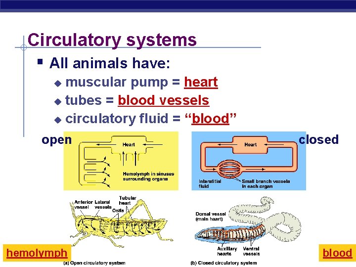 Circulatory System in Animals Regents Biology 2008 2009