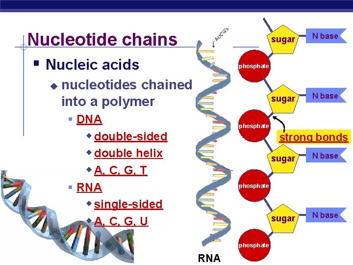 Nucleic acids Information molecules Regents Biology 2006 2007