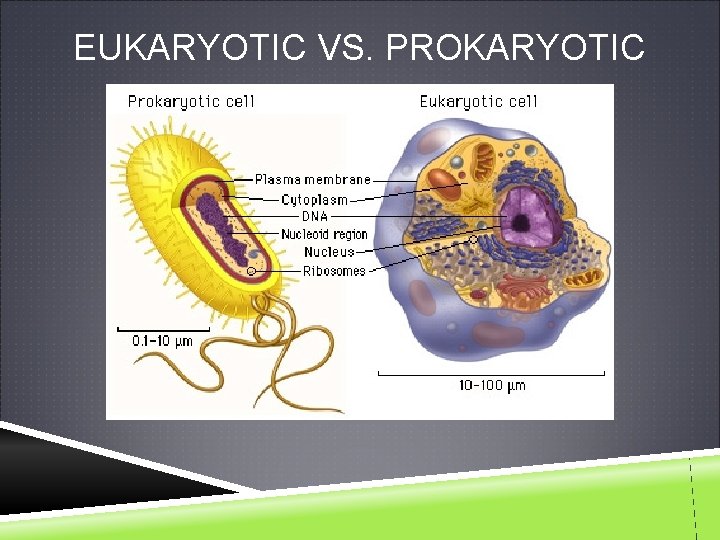 THE CELL BIOLOGY 11 ADVANCED THE CELL THEORY