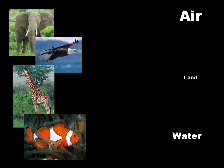 Classification of Living Things By Karl Fernandez Taxonomy