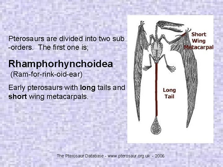 Fossil Pterosaurs The Pterosaur Database www pterosaur org