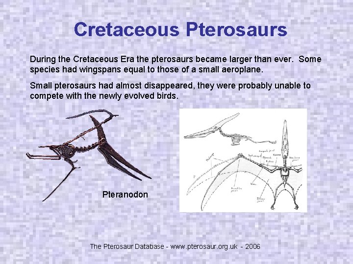 Fossil Pterosaurs The Pterosaur Database www pterosaur org