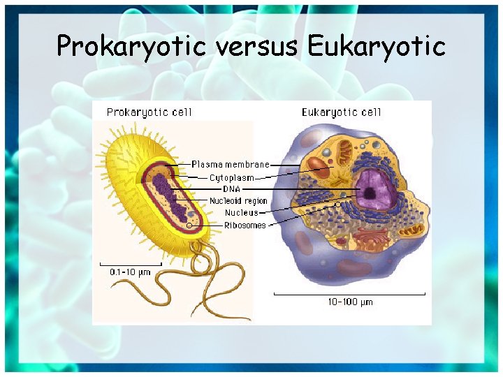Chapter 18 Overview of Bacteria Cellular Evolution Current