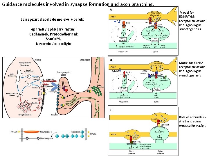 I Poliinnervci specifikus szinapszisok BDNF II Az izom