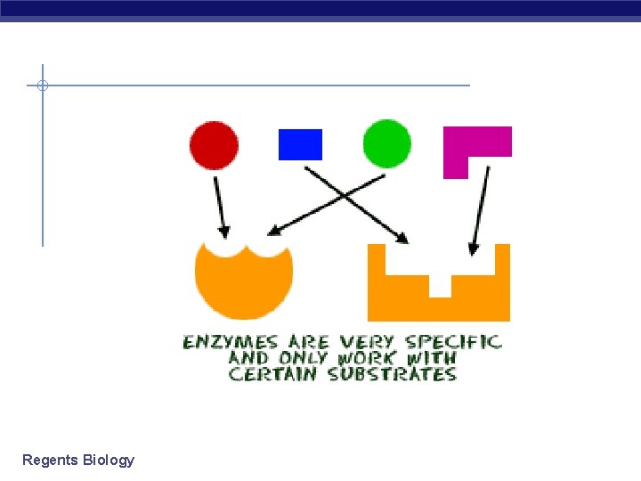 Enzymes 93015 Regents Biology ACT Regents Biology Brain