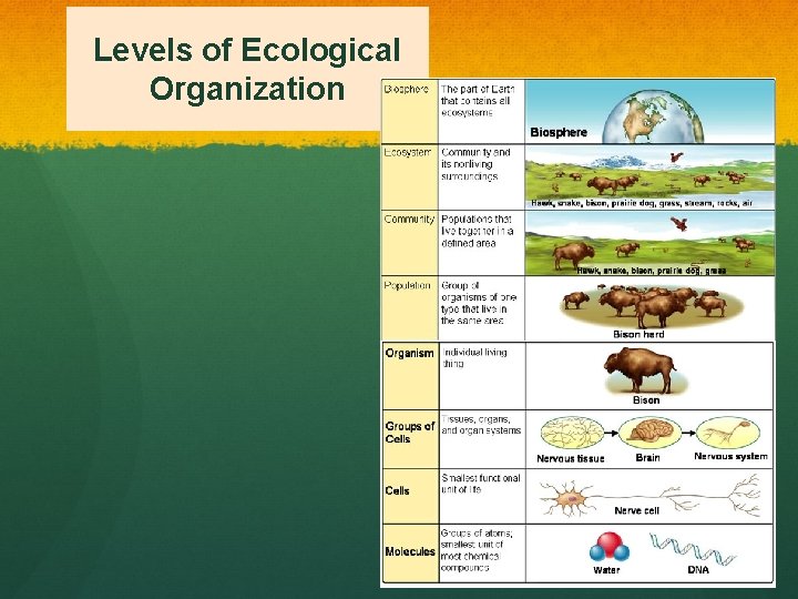 Chapter 5 Ecosystems concepts and fundamentals Background Golden