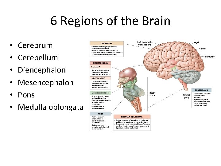 Chapter 14 The Brain and Cranial Nerves 6