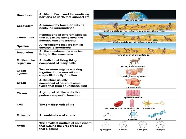 Biology comes from the Greek words bio meaning