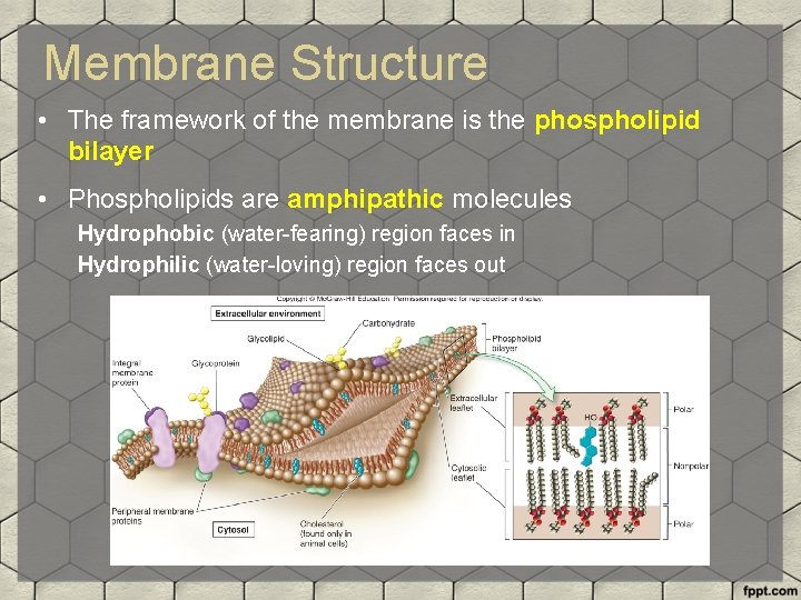 Chapter 5 Membrane Structure Motion Synthesis Learning Outcomes