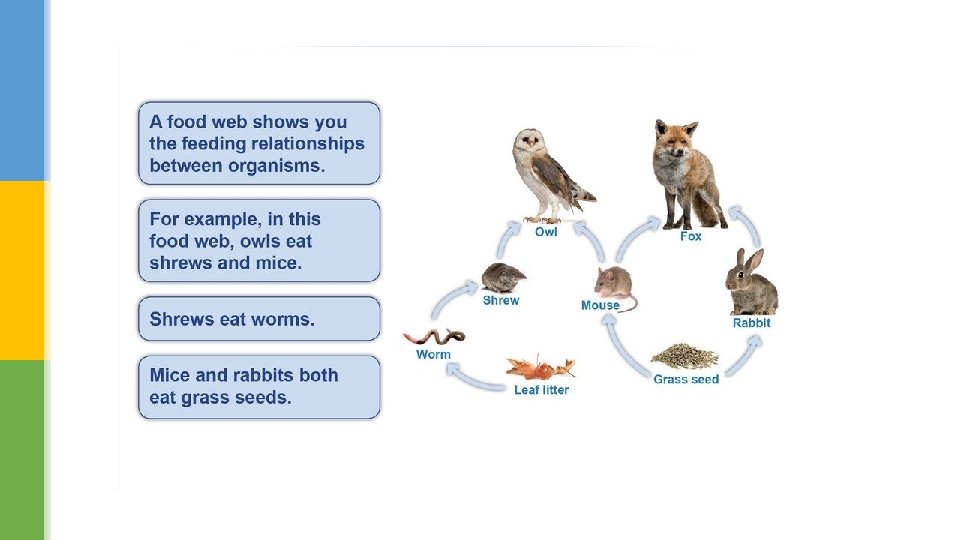 Understanding food webs Aseel Samaro Introduction Food chains