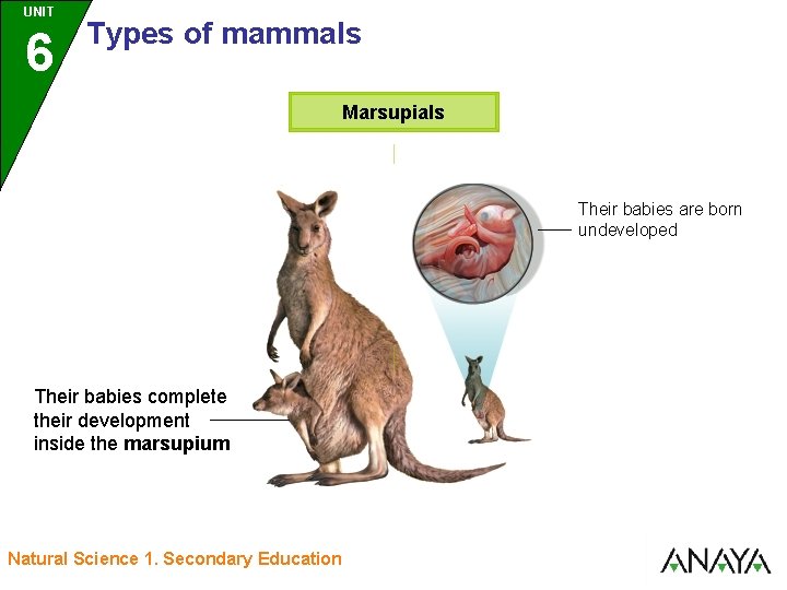 UNIT 6 Vertebrates TYPES OF MAMMALS Natural Science