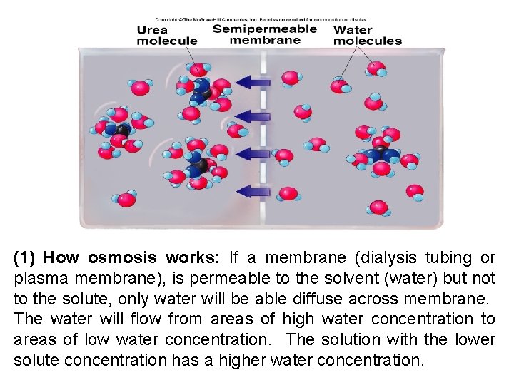 Lab 7 Diffusion and Osmosis Objectives Understand what