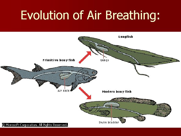 Standard 5 Unit 12 Evolution Biodiversity Objective B