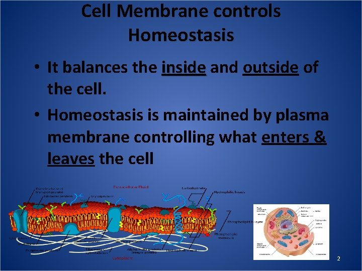 Movement through Cell Membranes Gateway to the Cell