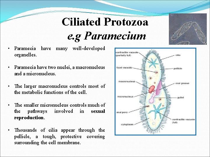Microbiology Introduction to Protozoology AnimalLike Protista Protozoa All