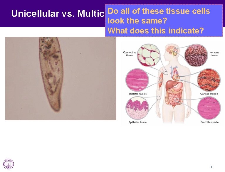 Unit 04 Cell Biology Lesson 01 Cell Theory
