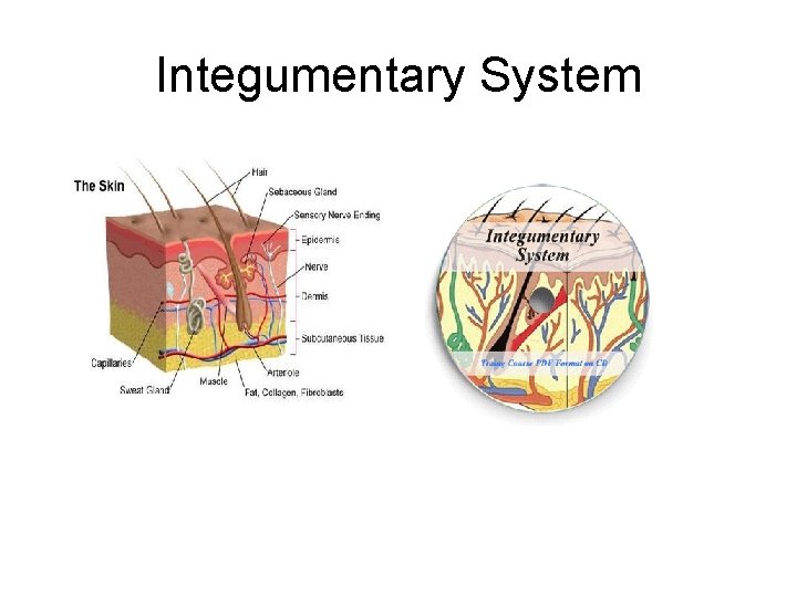 The Integumentary System By Anthony Marris Julian Delgado