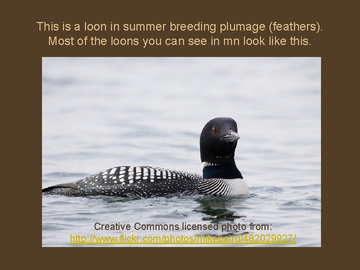 The Common Loon Minnisotas state bird Loons are