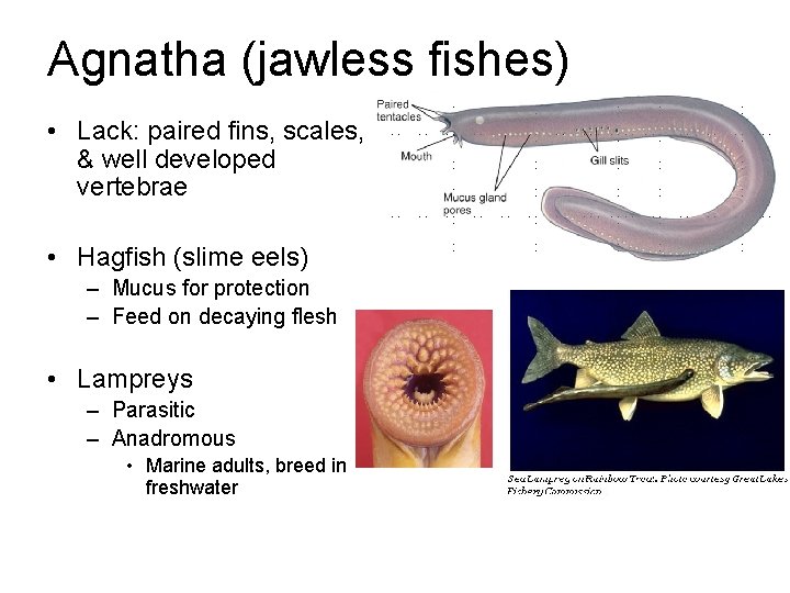 Phylum Chordata Invertebrate chordates examples Urochordata Tunicates sea