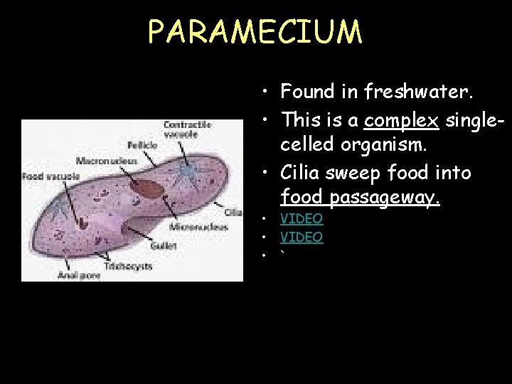 PROTISTS 4 EUGLENA AMOEBA PARAMECIUM VOLVOX What is