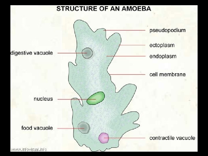 PROTISTS 4 EUGLENA AMOEBA PARAMECIUM VOLVOX What is