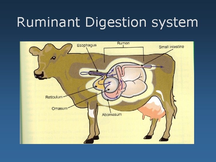 Unit Animal Health Lesson Digestive Systems Digestion Objectives