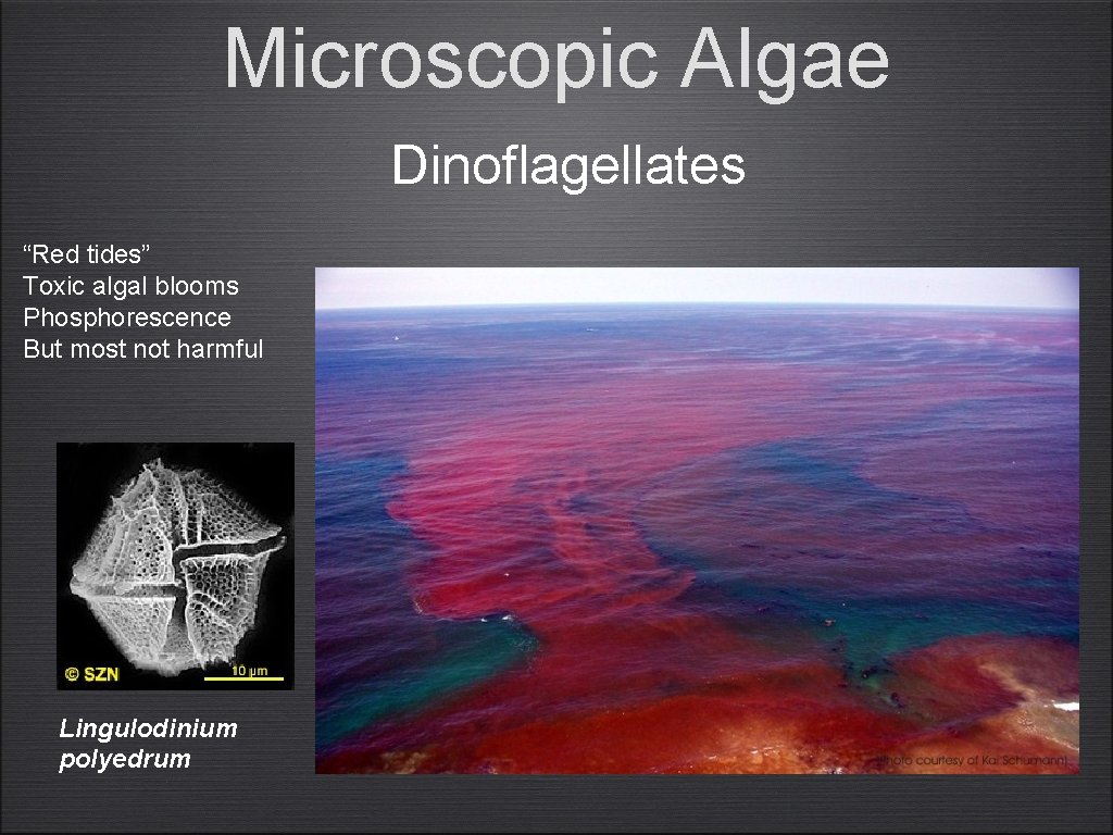 Biological Productivity in the Ocean Part I Overview
