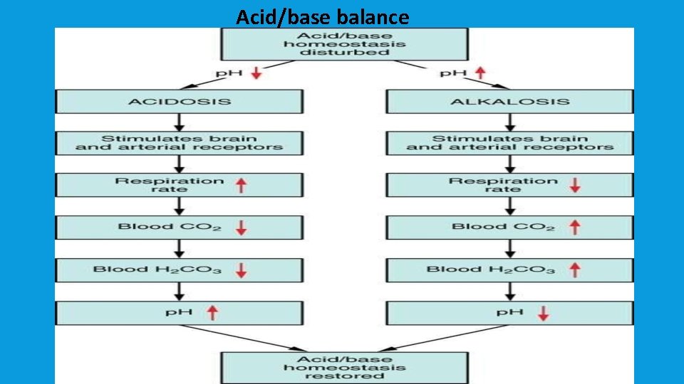 HOMEOSTASIS blood transfusion and products Abdurrahman Sarisi DEFINITION